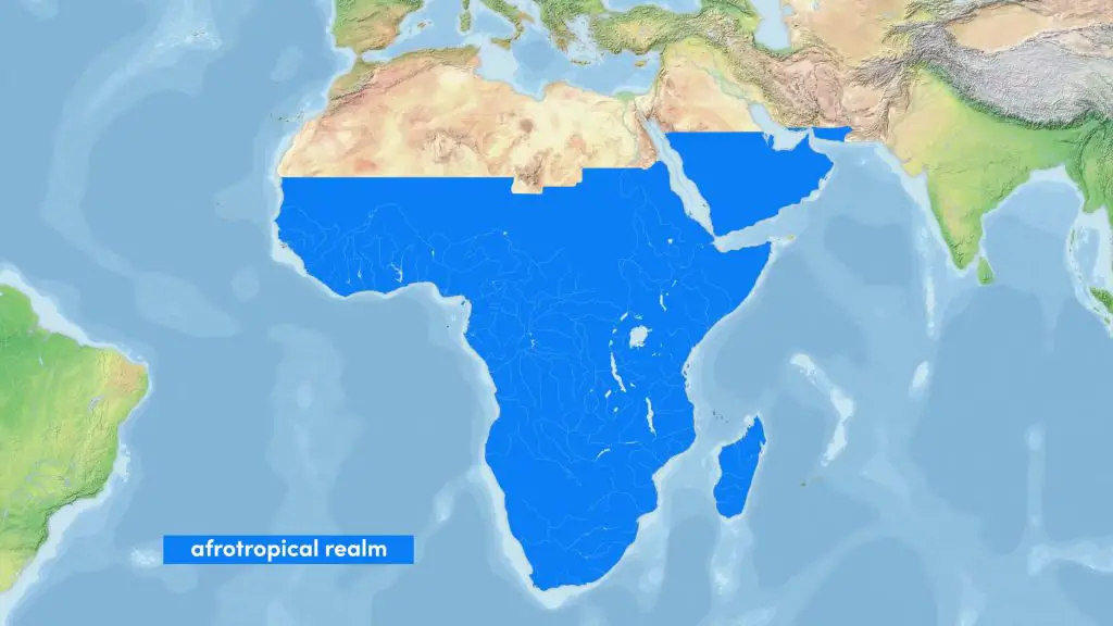 All 8 Biogeographical Realms | Their Animals & Geography