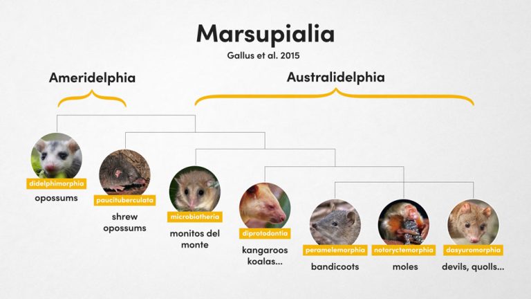 50+ Species of Marsupial from All 19 Families - Textbook Travel