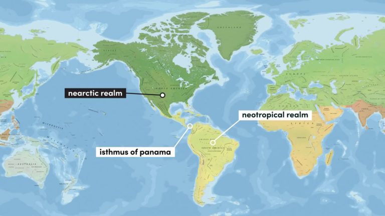 All 8 Biogeographical Realms | Their Animals & Geography