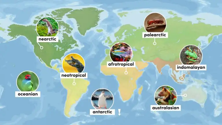 All 8 Biogeographical Realms | Their Animals & Geography