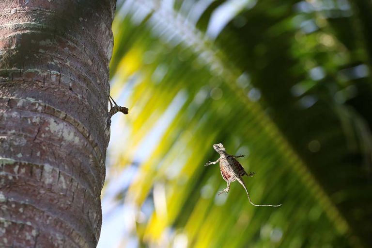 How Animals Climb Trees | Arboreal Locomotion - Textbook Travel