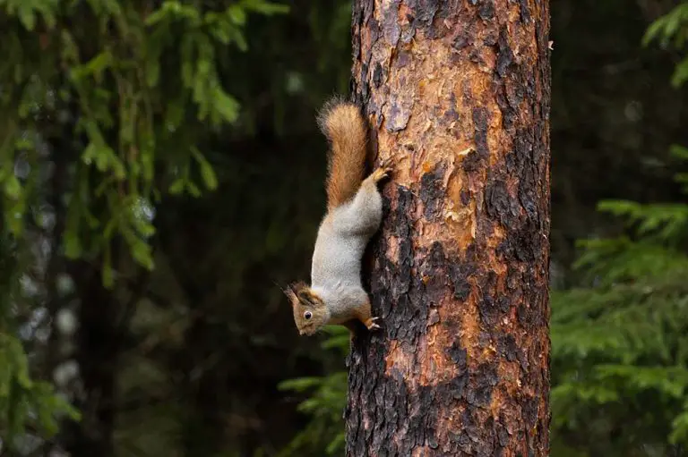 How Animals Climb Trees | Arboreal Locomotion - Textbook Travel