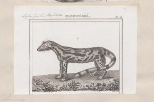 The Closest Relatives to Cats - Textbook Travel