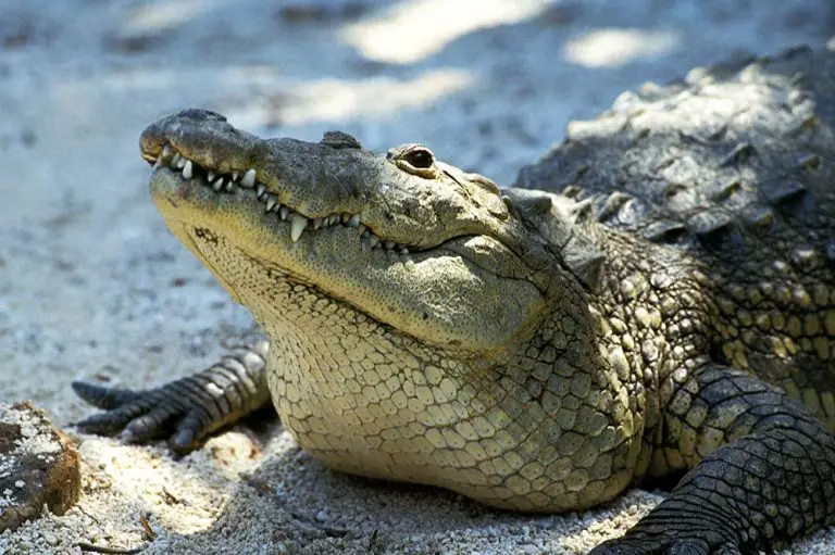 All 27 Species of Crocodilian (Inc. 3 Recently Discovered)