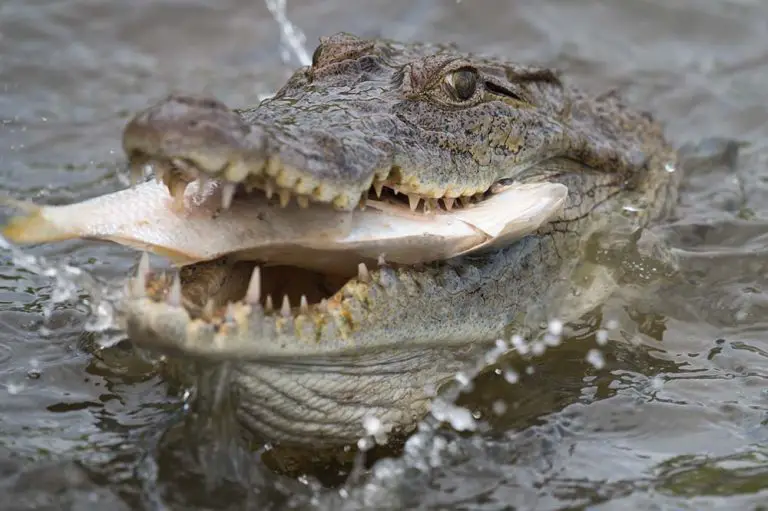 All 27 Species of Crocodilian (Inc. 3 Recently Discovered)