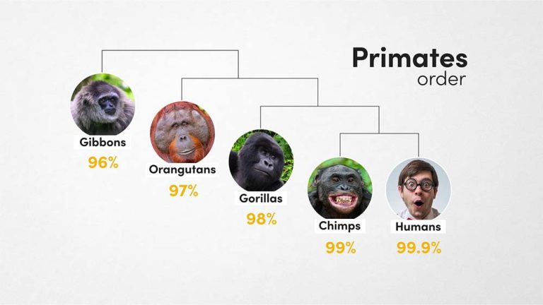 The Evolution of Primates is a Crazy Story - Textbook Travel