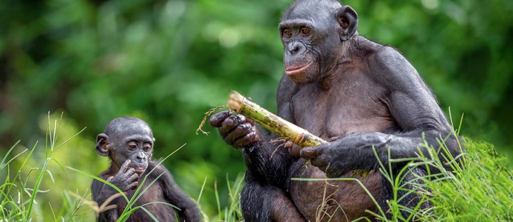 The Evolution of Primates is a Crazy Story - Textbook Travel