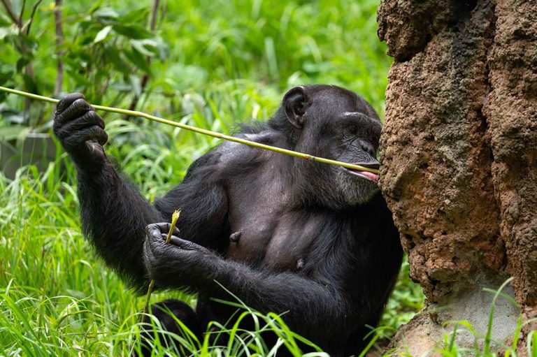 All 4 Non-Human Apes - A Detailed Comparison - Textbook Travel