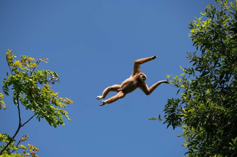 All 4 Non-Human Apes - A Detailed Comparison - Textbook Travel