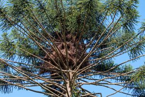 All 13 Types of Bird Nests (With 30+ Species Examples)