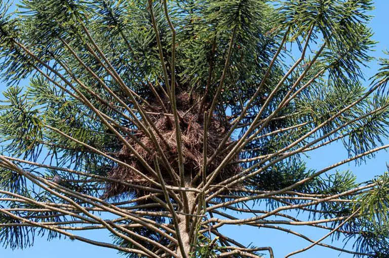 All 13 Types of Bird Nests (With 30+ Species Examples)