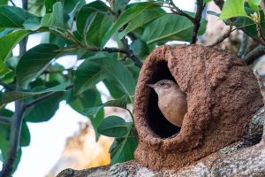 All 13 Types of Bird Nests (With 30+ Species Examples)