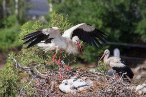 All 13 Types of Bird Nests (With 30+ Species Examples)