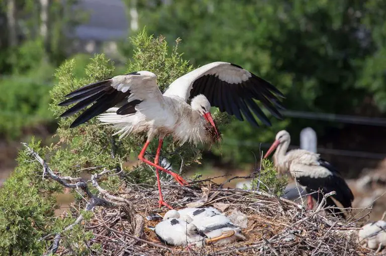 All 13 Types of Bird Nests (With 30+ Species Examples)
