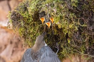All 13 Types of Bird Nests (With 30+ Species Examples)