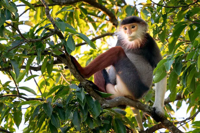 13 Most Spectacular Asian Monkey Species - Textbook Travel