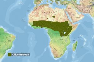 All 9 Baboon & Mandrill Species (World's Largest Monkeys)