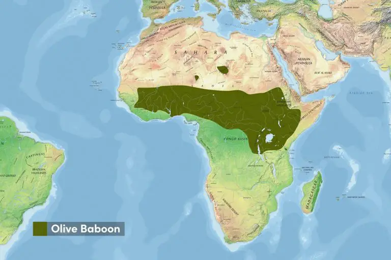 All 9 Baboon & Mandrill Species (World's Largest Monkeys)