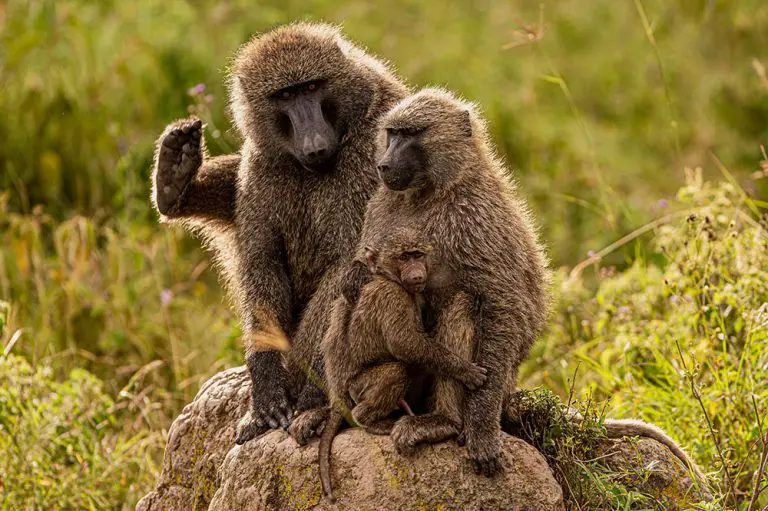 All 9 Baboon & Mandrill Species (World's Largest Monkeys)