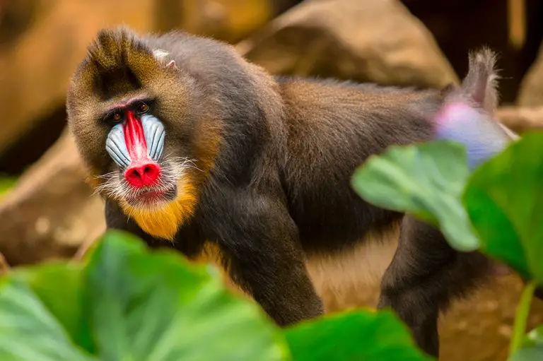 All 9 Baboon & Mandrill Species (World's Largest Monkeys)