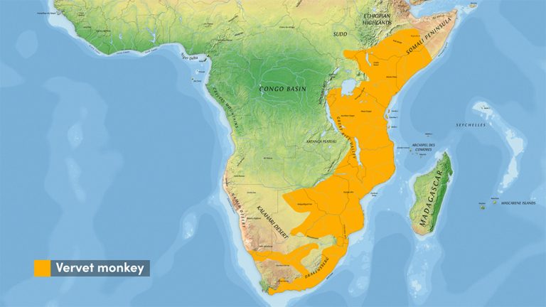 13 Most Spectacular African Monkey Species (by Location)
