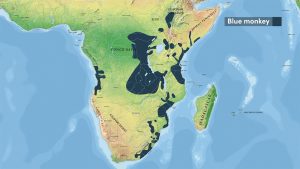 13 Most Spectacular African Monkey Species (by Location)