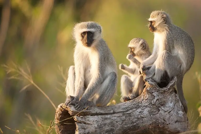 13 Most Spectacular African Monkey Species (by Location)