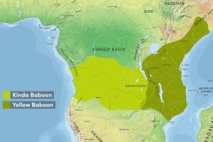 All 9 Baboon & Mandrill Species (World's Largest Monkeys)