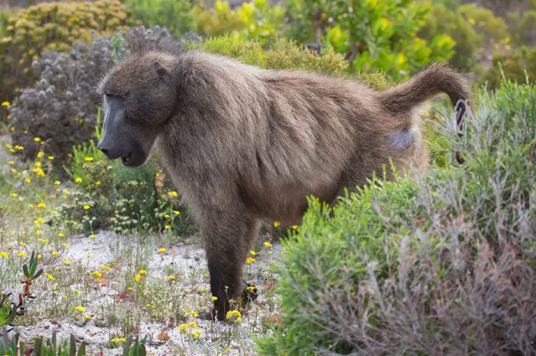 All 9 Baboon & Mandrill Species (World's Largest Monkeys)