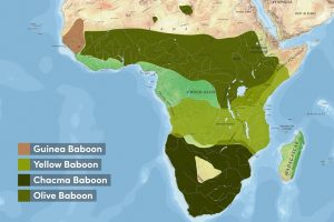 All 9 Baboon & Mandrill Species (World's Largest Monkeys)