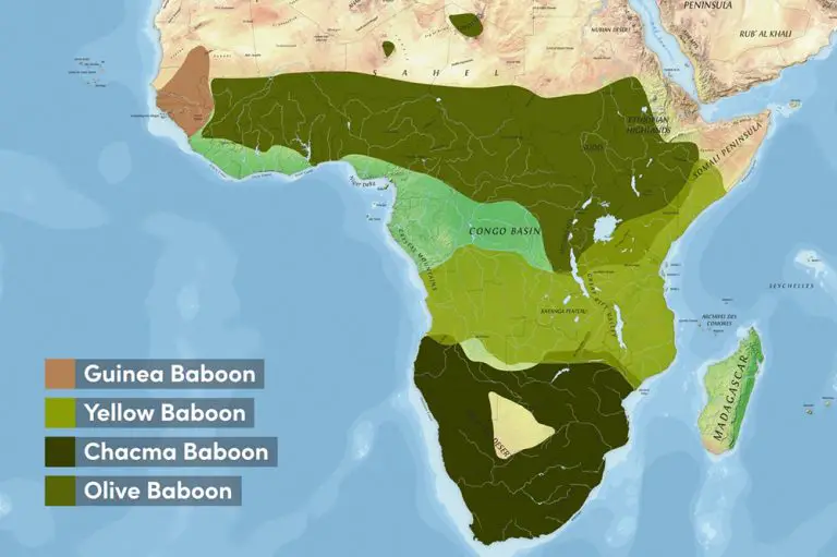 All 9 Baboon & Mandrill Species (World's Largest Monkeys)