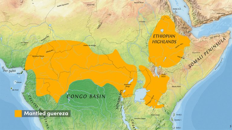 13 Most Spectacular African Monkey Species (by Location)