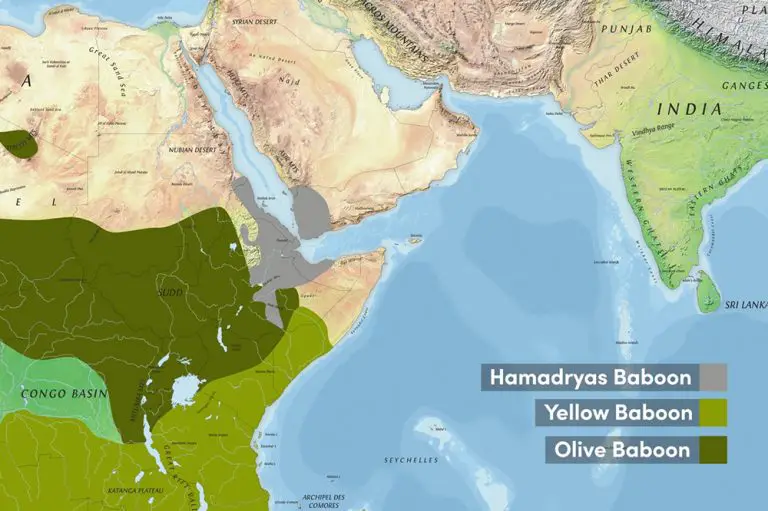 All 9 Baboon & Mandrill Species (World's Largest Monkeys)
