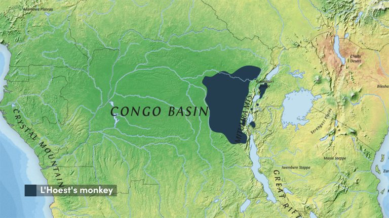 13 Most Spectacular African Monkey Species (by Location)