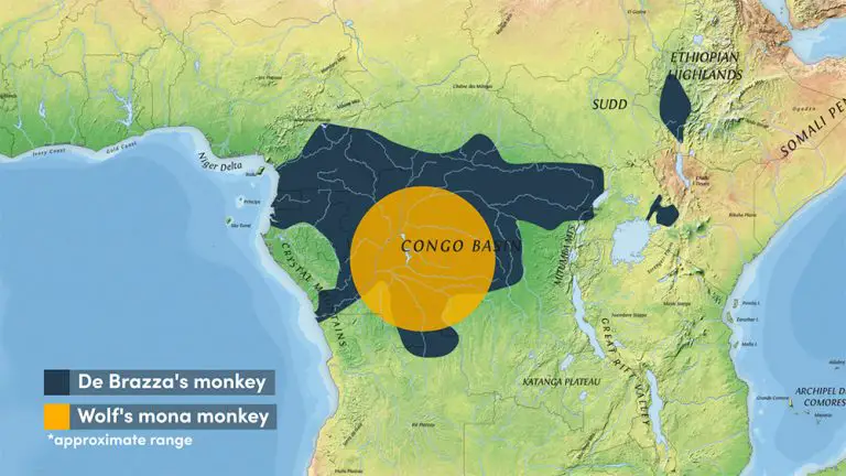 13 Most Spectacular African Monkey Species (by Location)