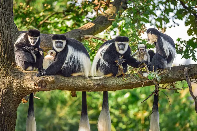 13 Most Spectacular African Monkey Species (by Location)