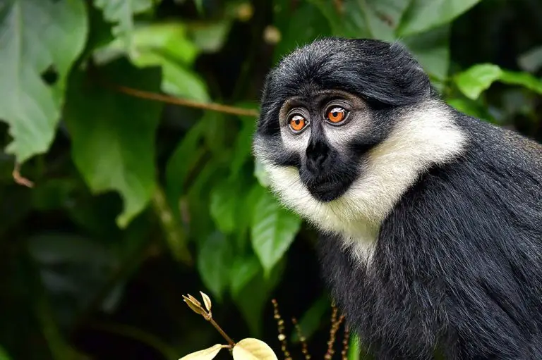 13 Most Spectacular African Monkey Species (by Location)
