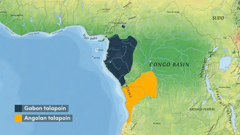 13 Most Spectacular African Monkey Species (by Location)