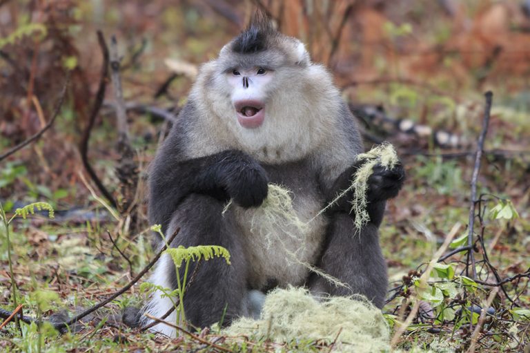 13 Most Spectacular Asian Monkey Species - Textbook Travel
