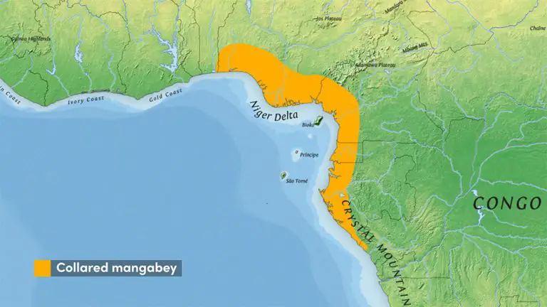 13 Most Spectacular African Monkey Species (by Location)