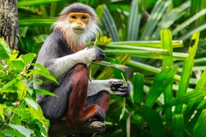 13 Most Spectacular Asian Monkey Species - Textbook Travel