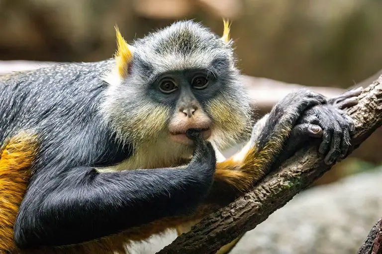 13 Most Spectacular African Monkey Species (by Location)