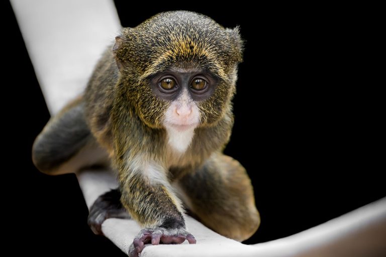 13 Most Spectacular African Monkey Species (by Location)