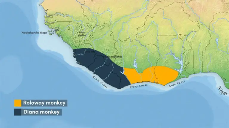 13 Most Spectacular African Monkey Species (by Location)