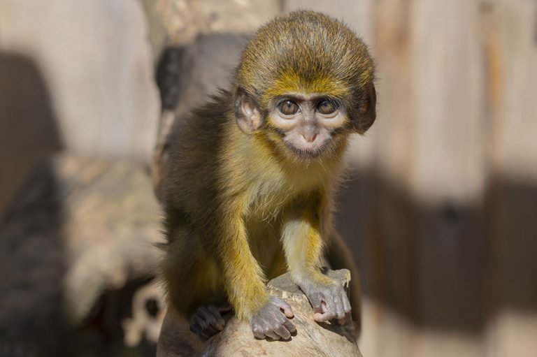 13 Most Spectacular African Monkey Species (by Location)