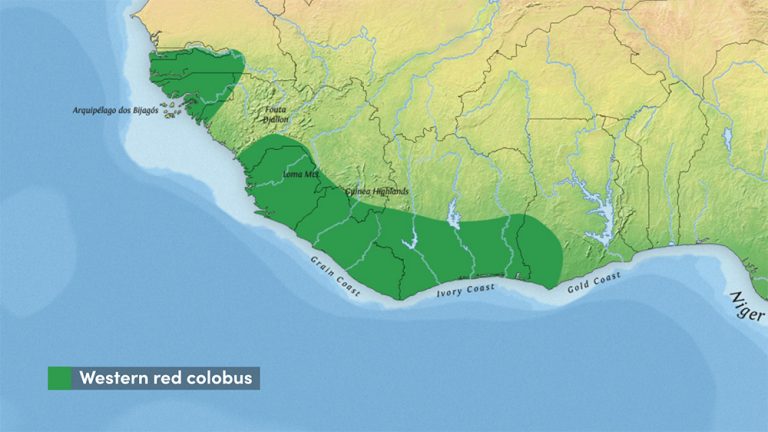13 Most Spectacular African Monkey Species (by Location)