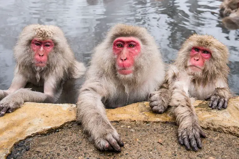 13 Most Spectacular Asian Monkey Species - Textbook Travel
