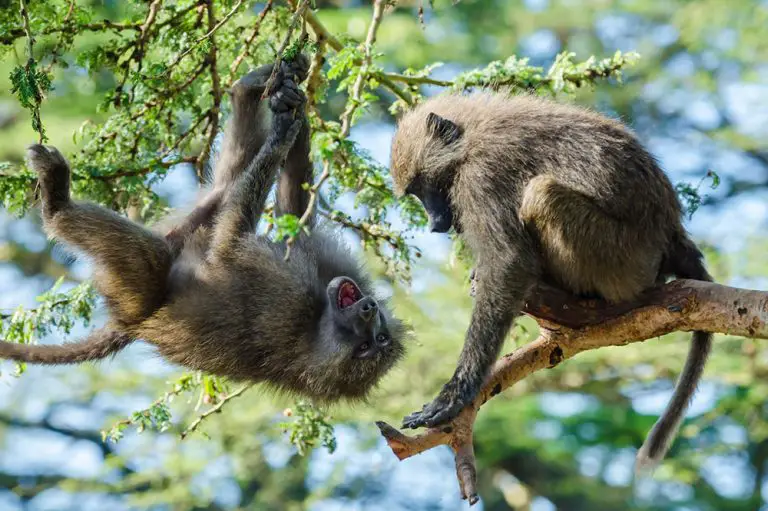 All 9 Baboon & Mandrill Species (World's Largest Monkeys)