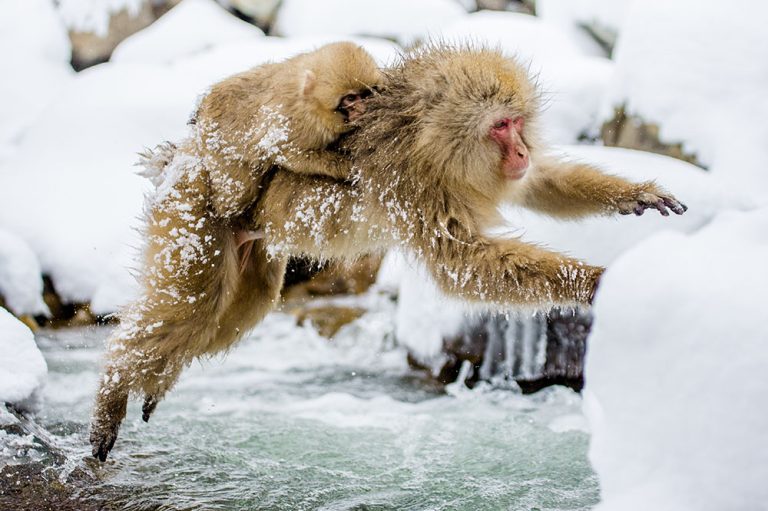 13 Most Spectacular Asian Monkey Species - Textbook Travel