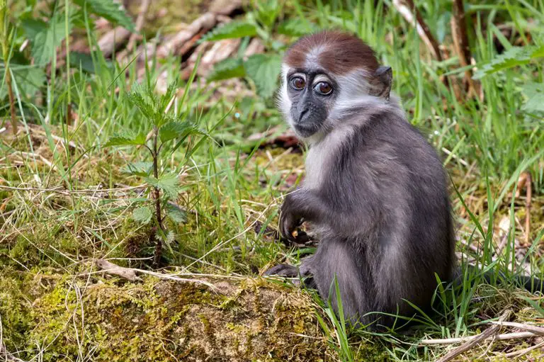 13 Most Spectacular African Monkey Species (by Location)